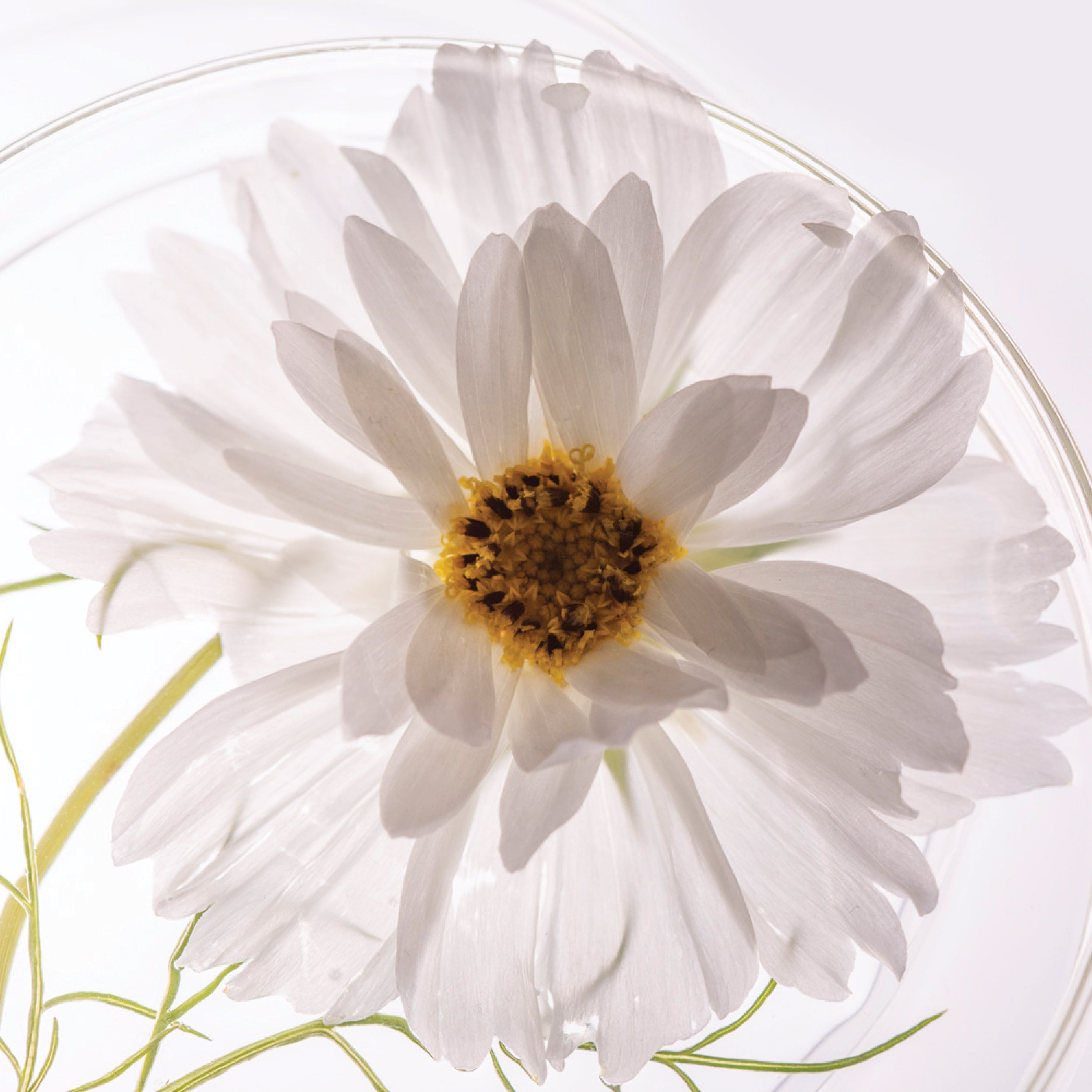 SKINPORTER I Delivering Clinic-Level Results On–The–Go